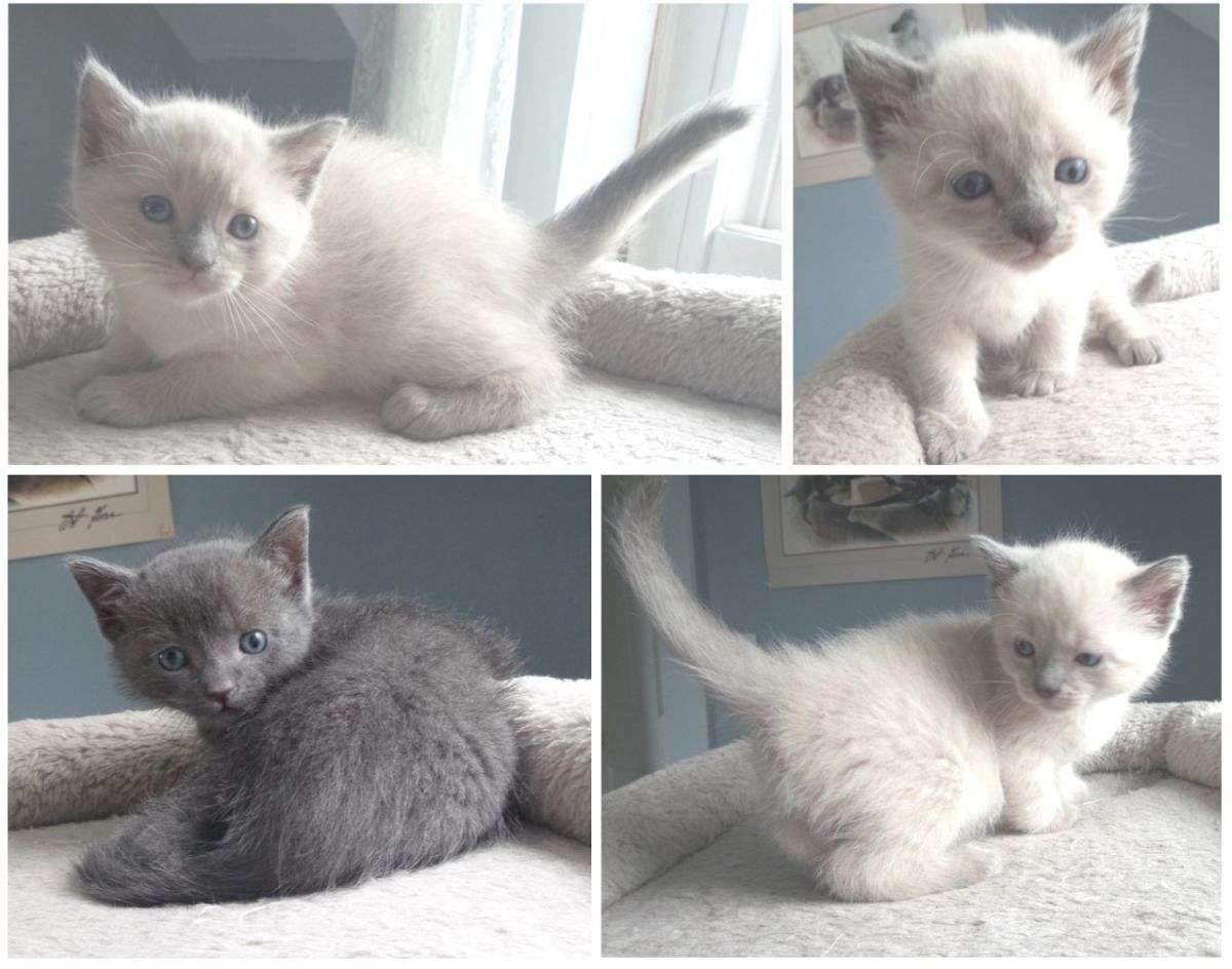 Purebred & Pedigreed Russian Blue Kittens