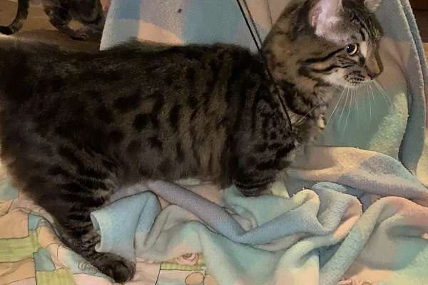 Genetta (Bengal/Munchkin)