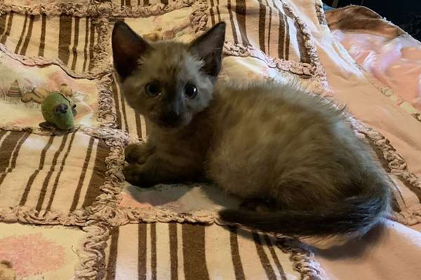 Genetta (Bengal/Munchkin) Bon Bon