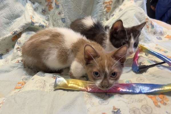 Munchkin Kittens