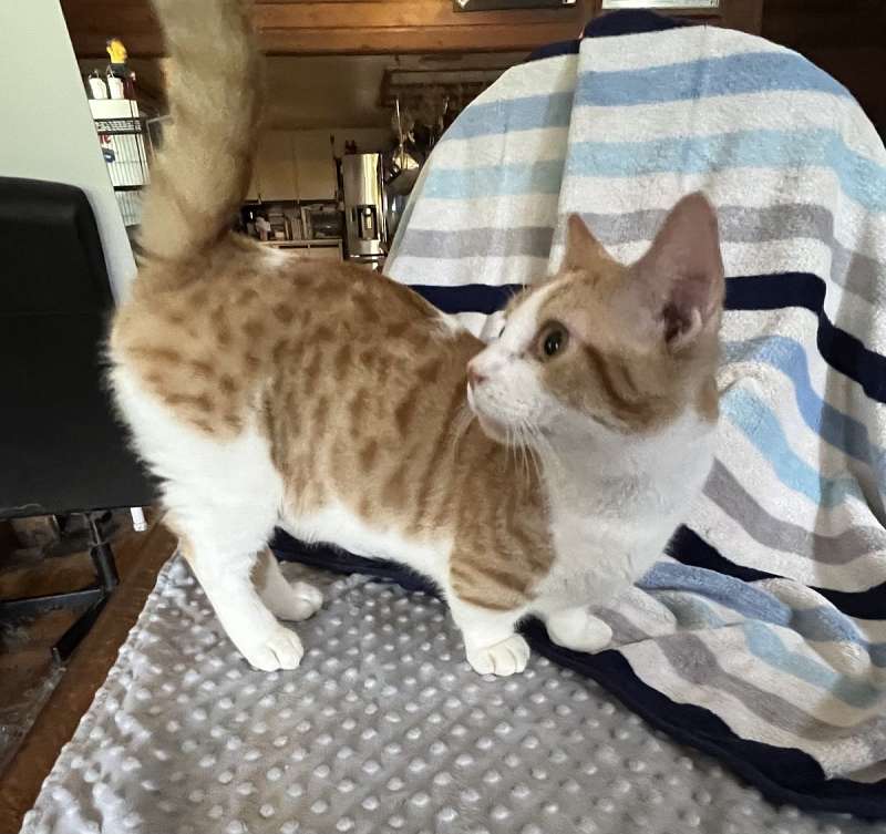 Orange and White Cats for Adoption