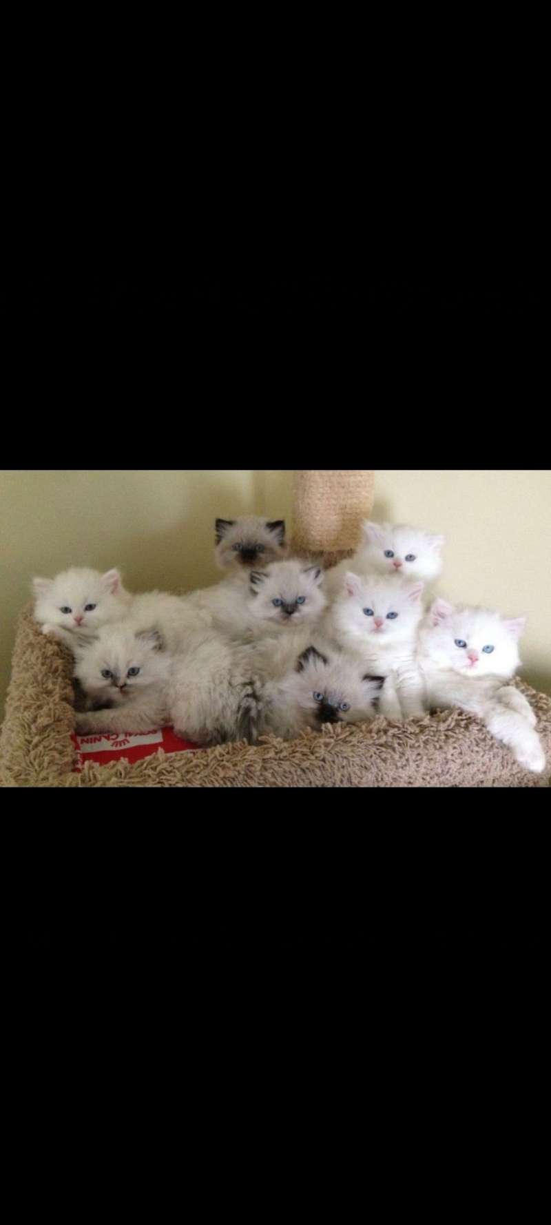 White Cats for Adoption